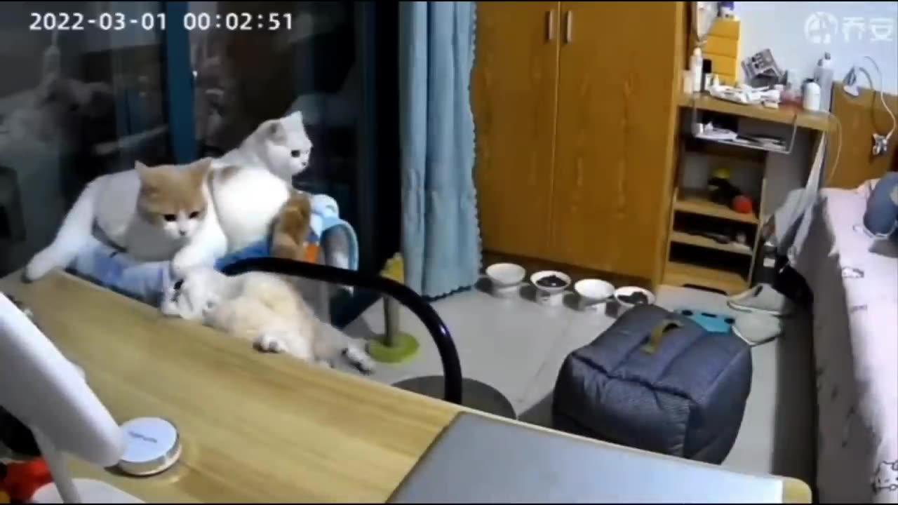 funny dogs and cats - One News Page VIDEO