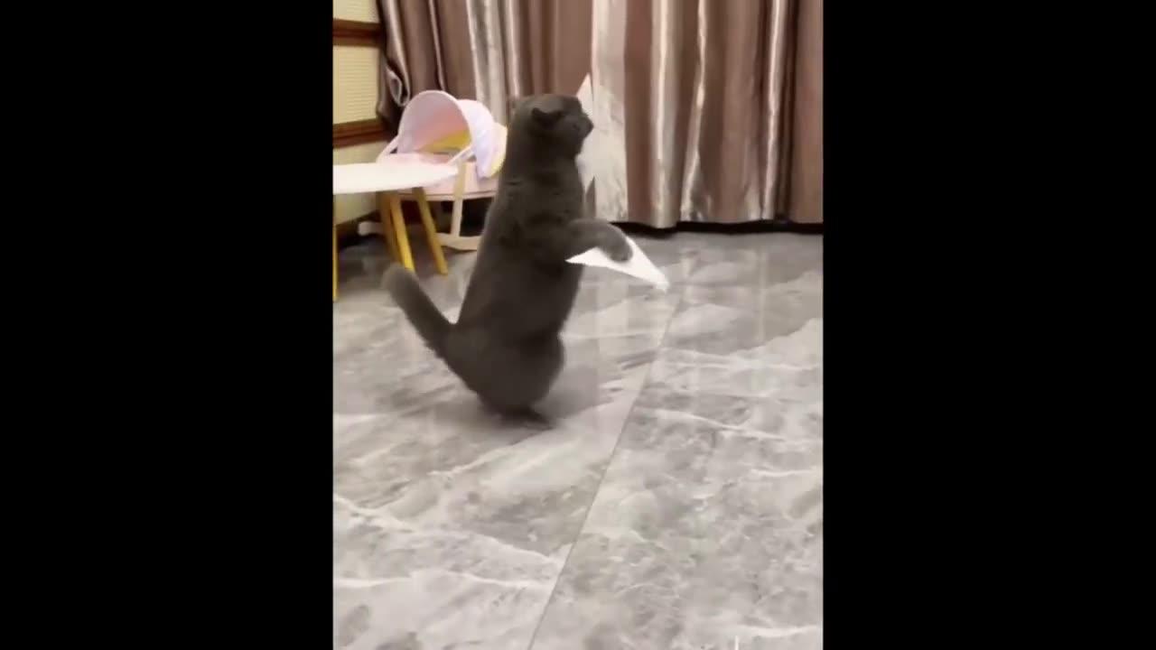 New Funny Animals Video 2024 | Funniest Cats and - One News Page VIDEO