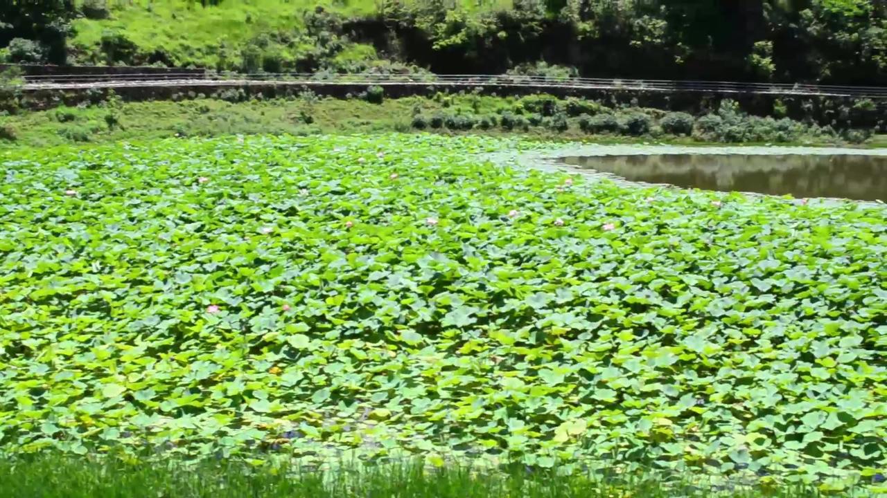 Kamal Daha | सिस्नेका - One News Page VIDEO