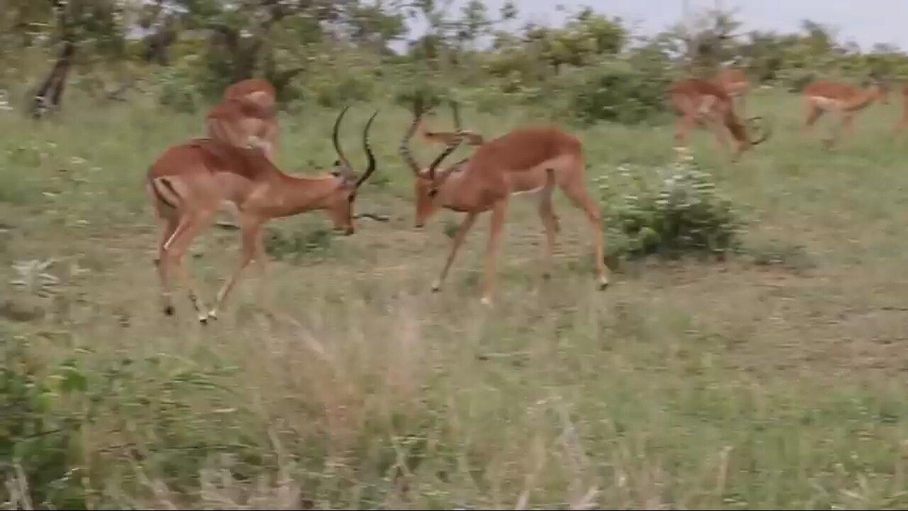 Fight between Animals in the jungle - One News Page VIDEO