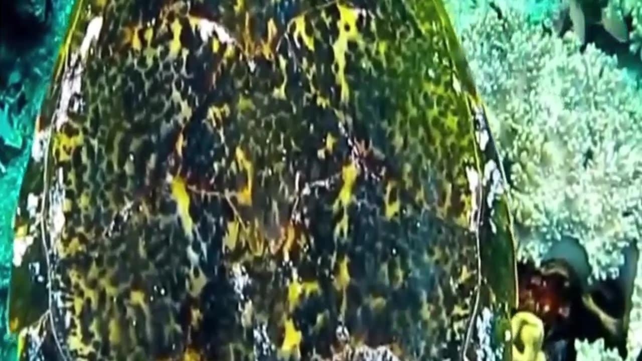 CUTE TURTLE PADDLING IN THE FOREST - One News Page VIDEO