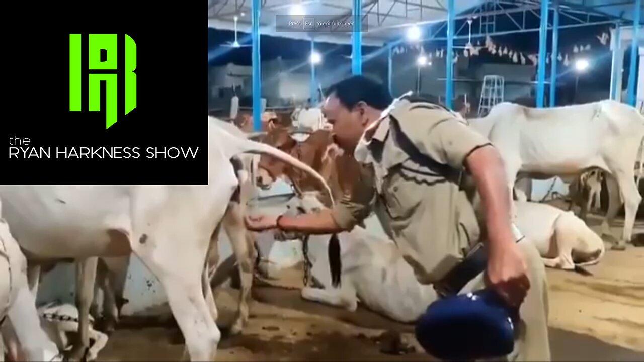 Episode #027: They Eat Cow Poo & Pee | The - One News Page VIDEO