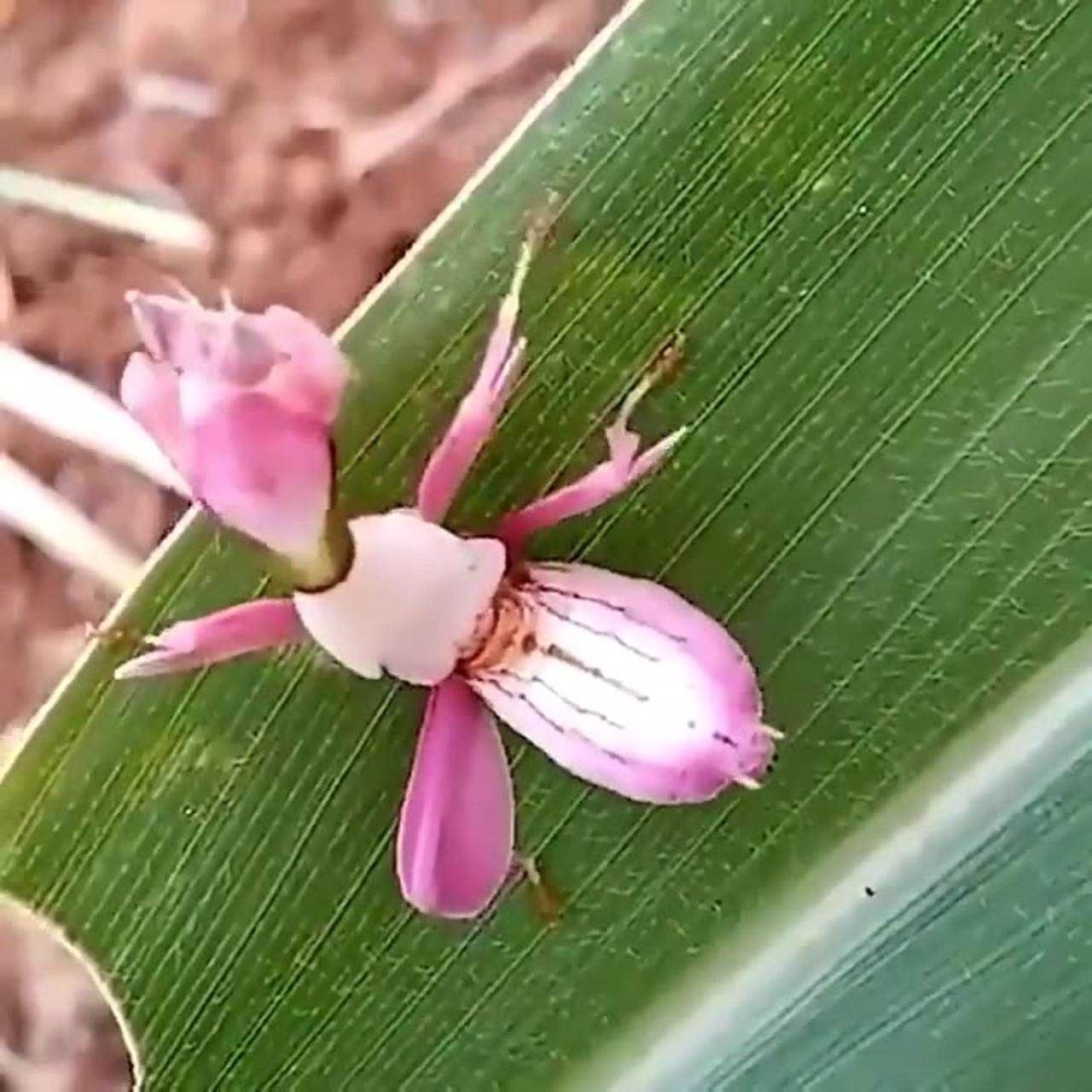 Orchid mantis camouflage as a flower - One News Page VIDEO