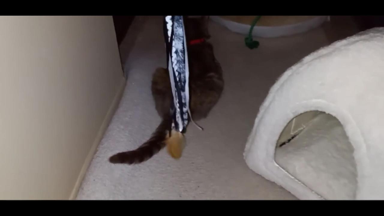 How The Cat Reacts Revealed When She Is Not In - One News Page VIDEO