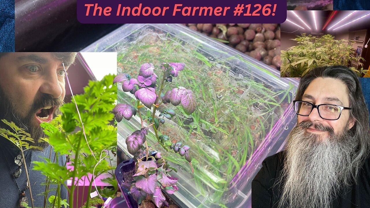 The Indoor Farmer #126! Finished Wheat Grass - One News Page VIDEO