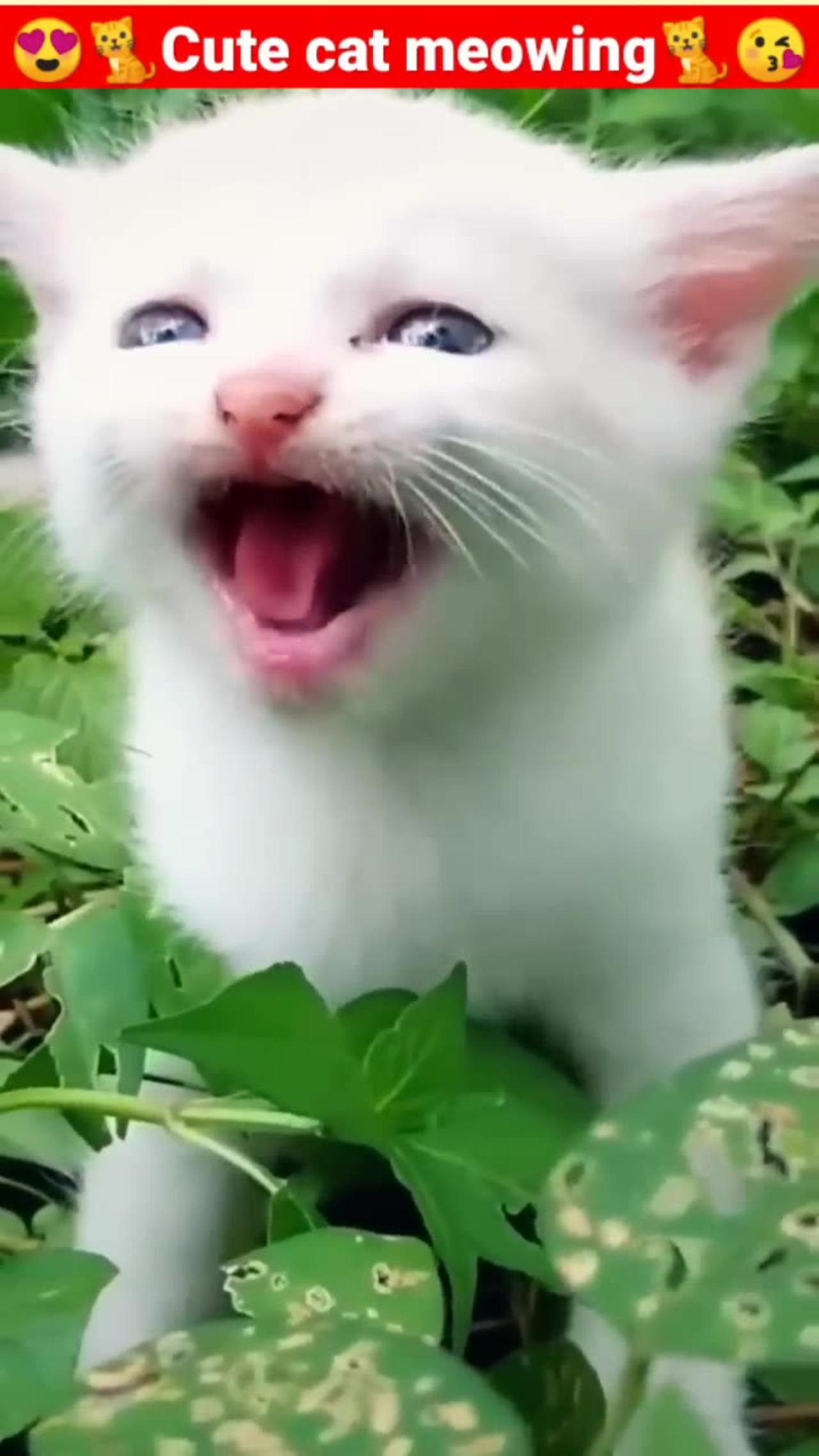 Cute cat meowing - One News Page VIDEO Cute cat meowing - One News Page VIDEO