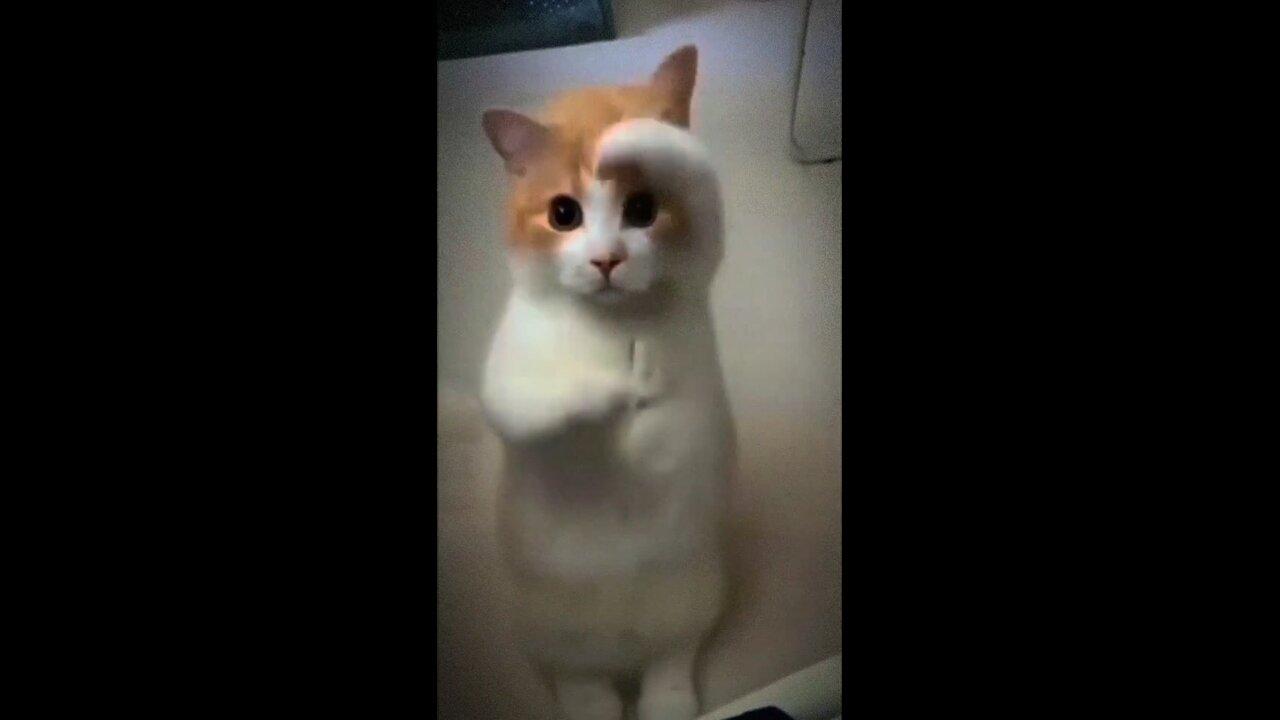 Chipi Chipi Chapa Chapa - One News Page VIDEO