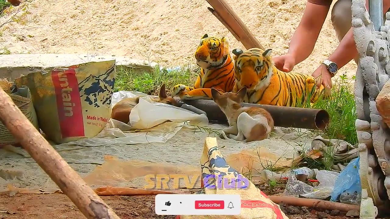 "Laugh Guaranteed! Fake Tiger Prank on Dog - One News Page VIDEO