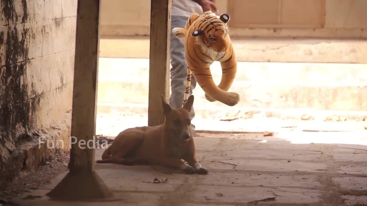 "Laugh Guaranteed! Fake Tiger Prank on Dog - One News Page VIDEO