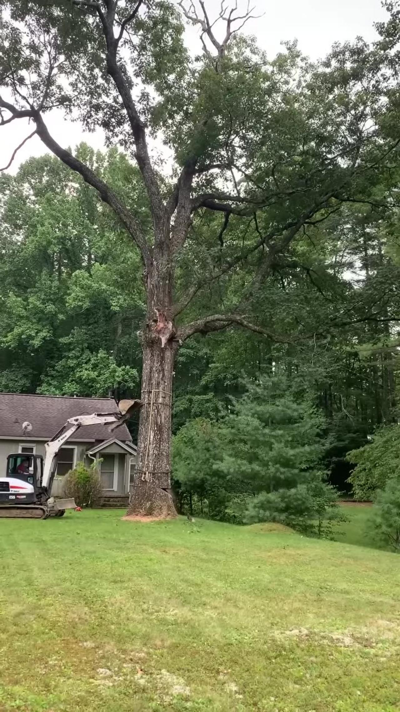 Look at the enormous size of this giant oak - One News Page VIDEO
