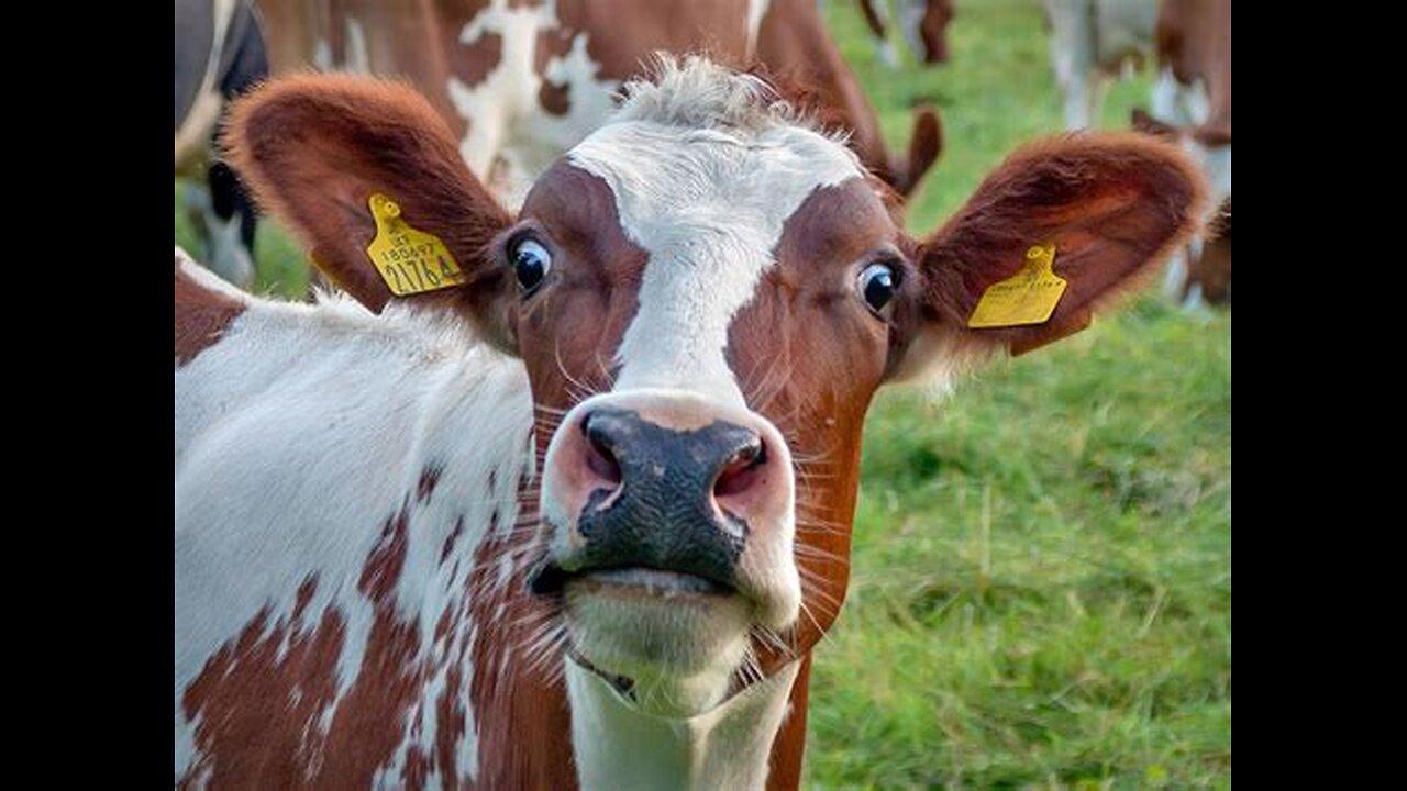 Where's The Beef? Down To The Nitty Gritty - One News Page VIDEO