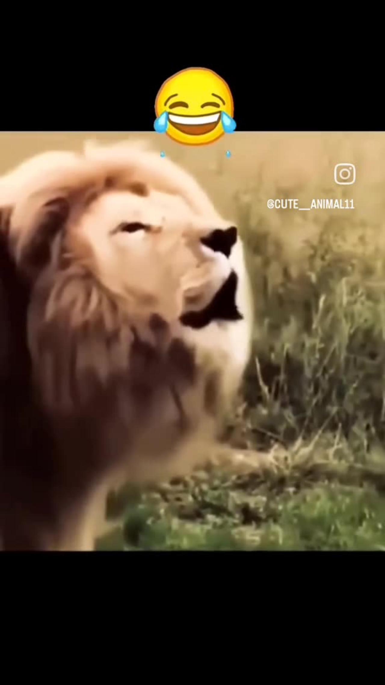Funny Lion Sing - One News Page VIDEO