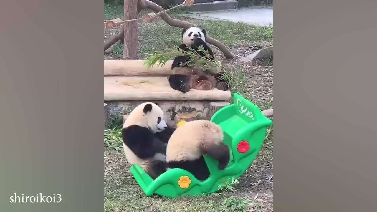 Make Your Animal Videos Really Funny - One News Page VIDEO