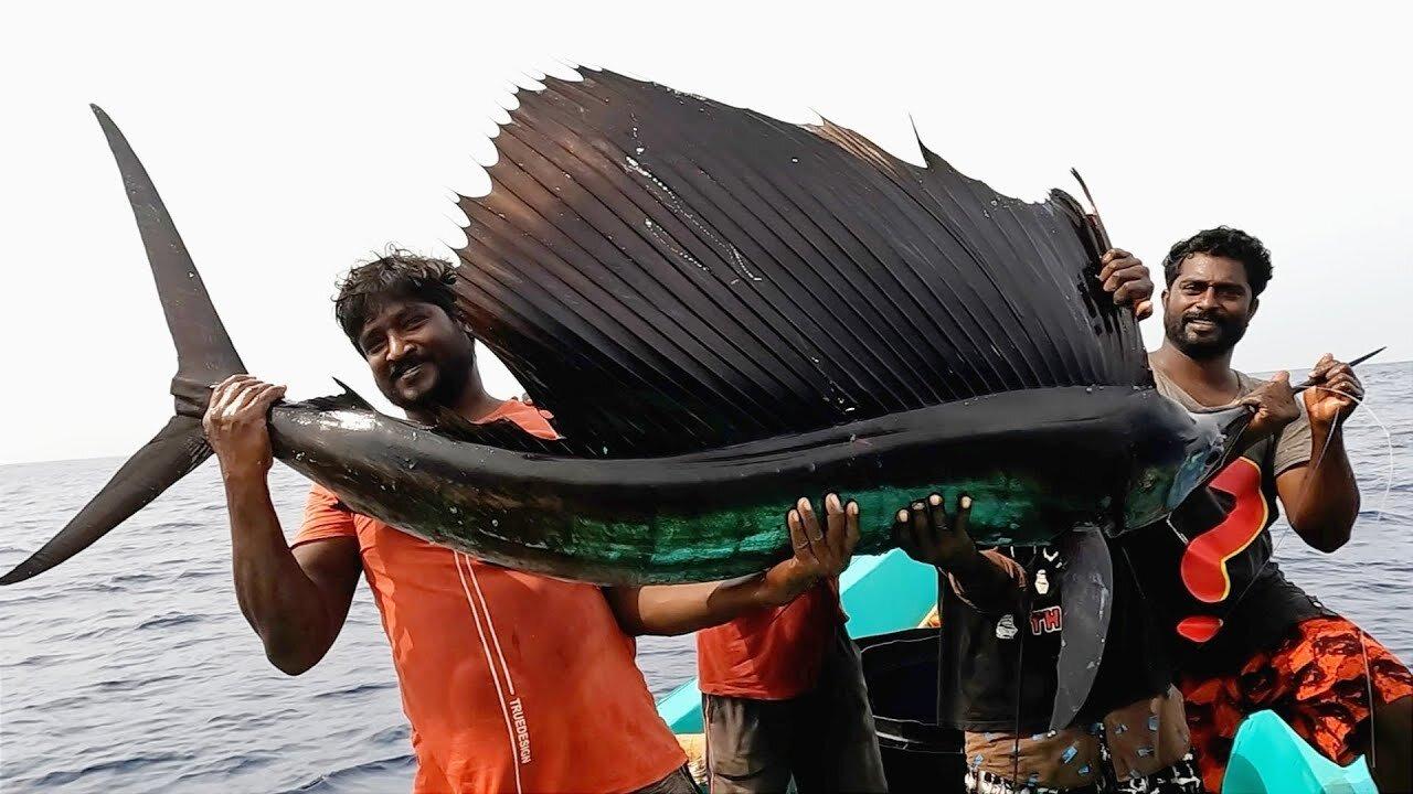 Catching Sail Fish, King Fish & Mahi Mahi - One News Page VIDEO