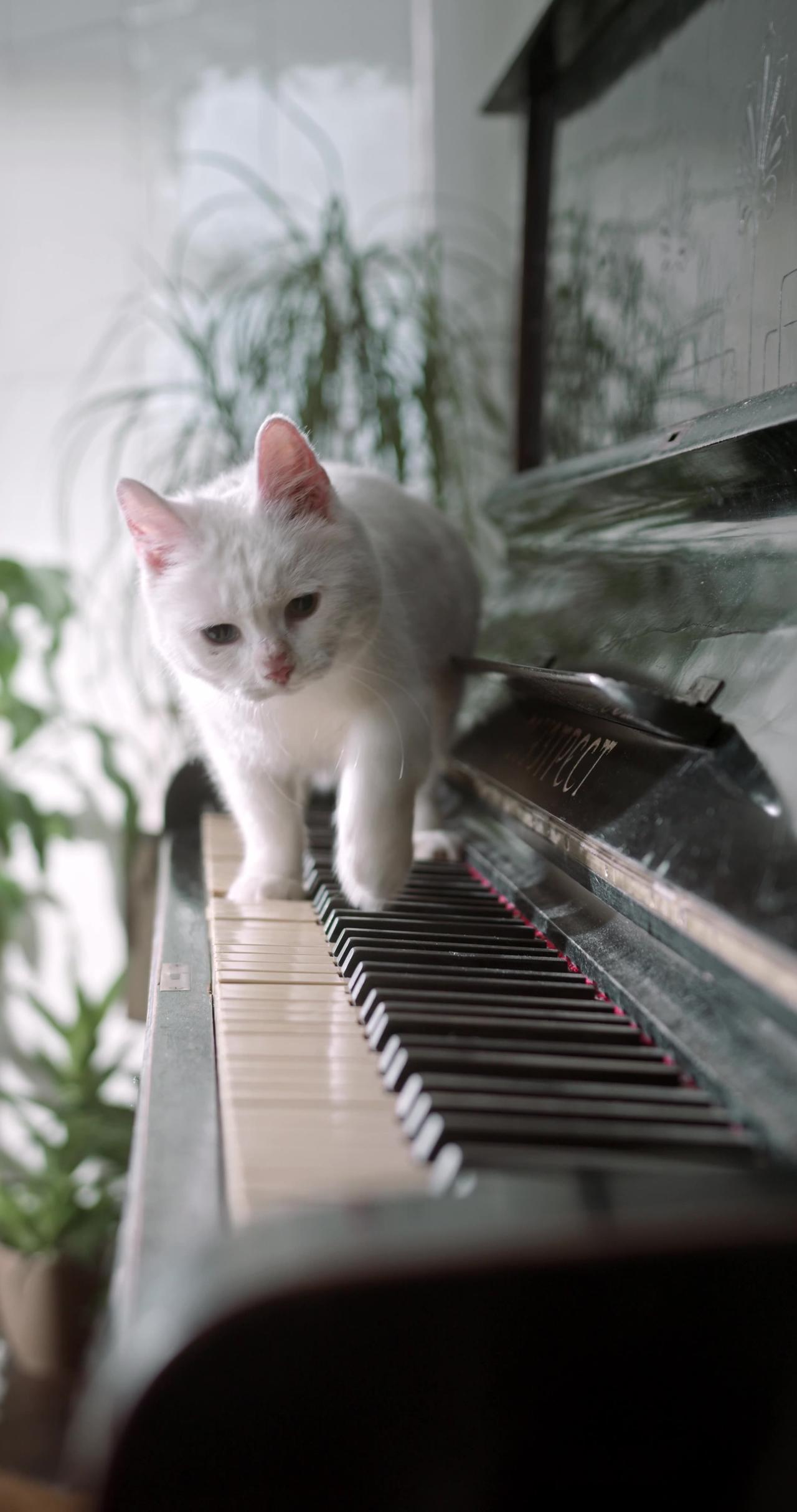 A Cat Walking Over The Piano Keyboard - One News Page VIDEO