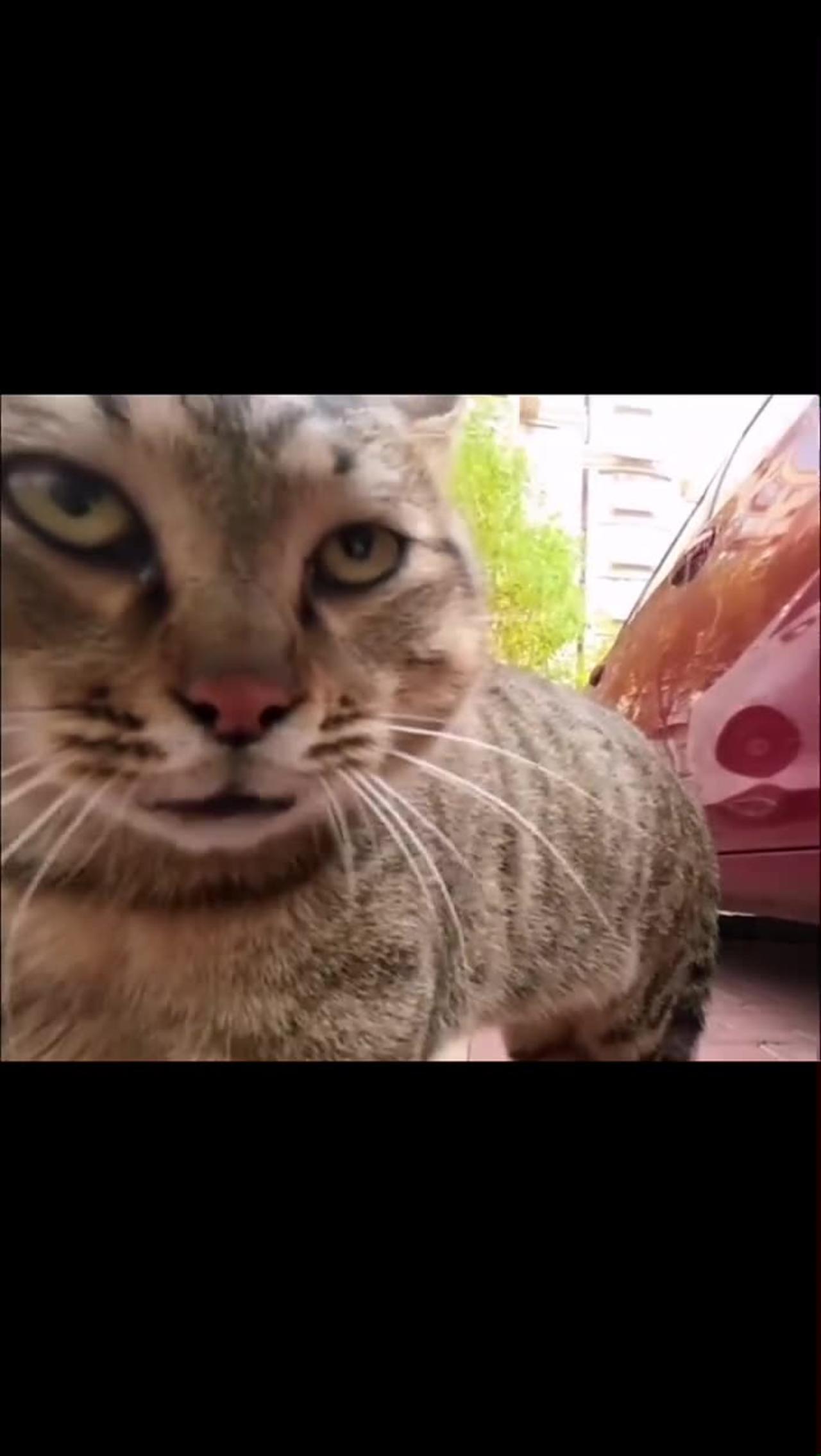How violent can cats be when they quarrel #cat - One News Page VIDEO