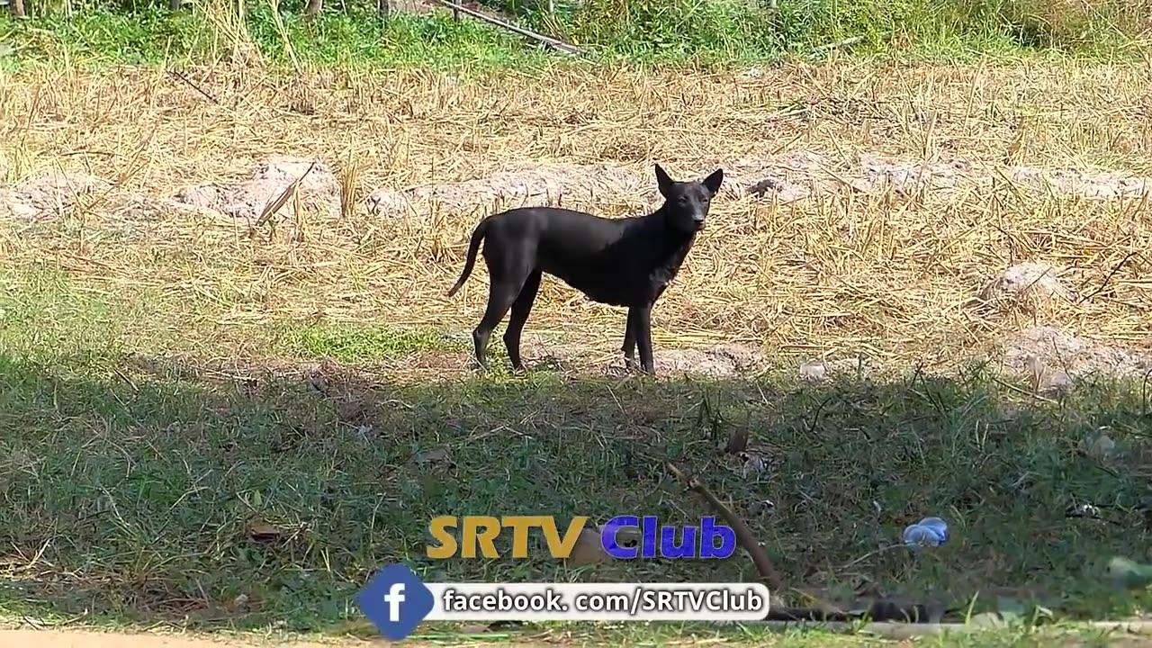 "Unveiling the Best Funny Dog Prank Fail: - One News Page VIDEO