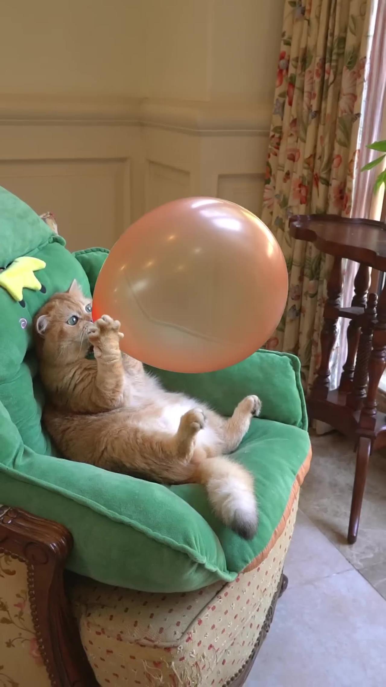 Boom, Funny Animal! #funny_cats #cat - One News Page VIDEO