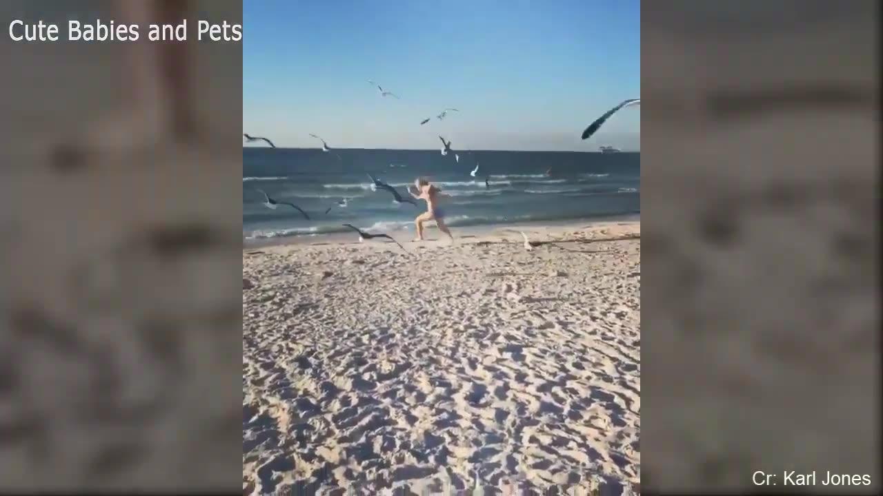 Funny diferent animasl chasing and scaring - One News Page VIDEO