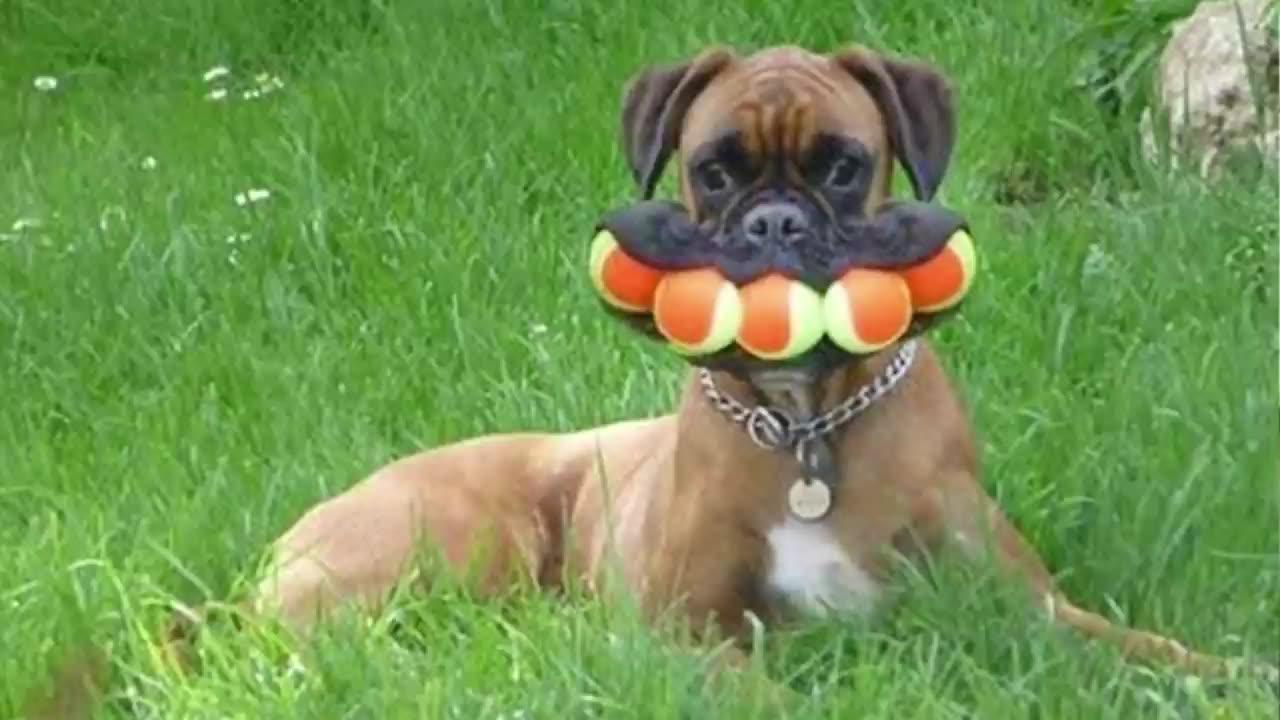 Dogs Doing Funny Things🐶😹 - One News Page VIDEO
