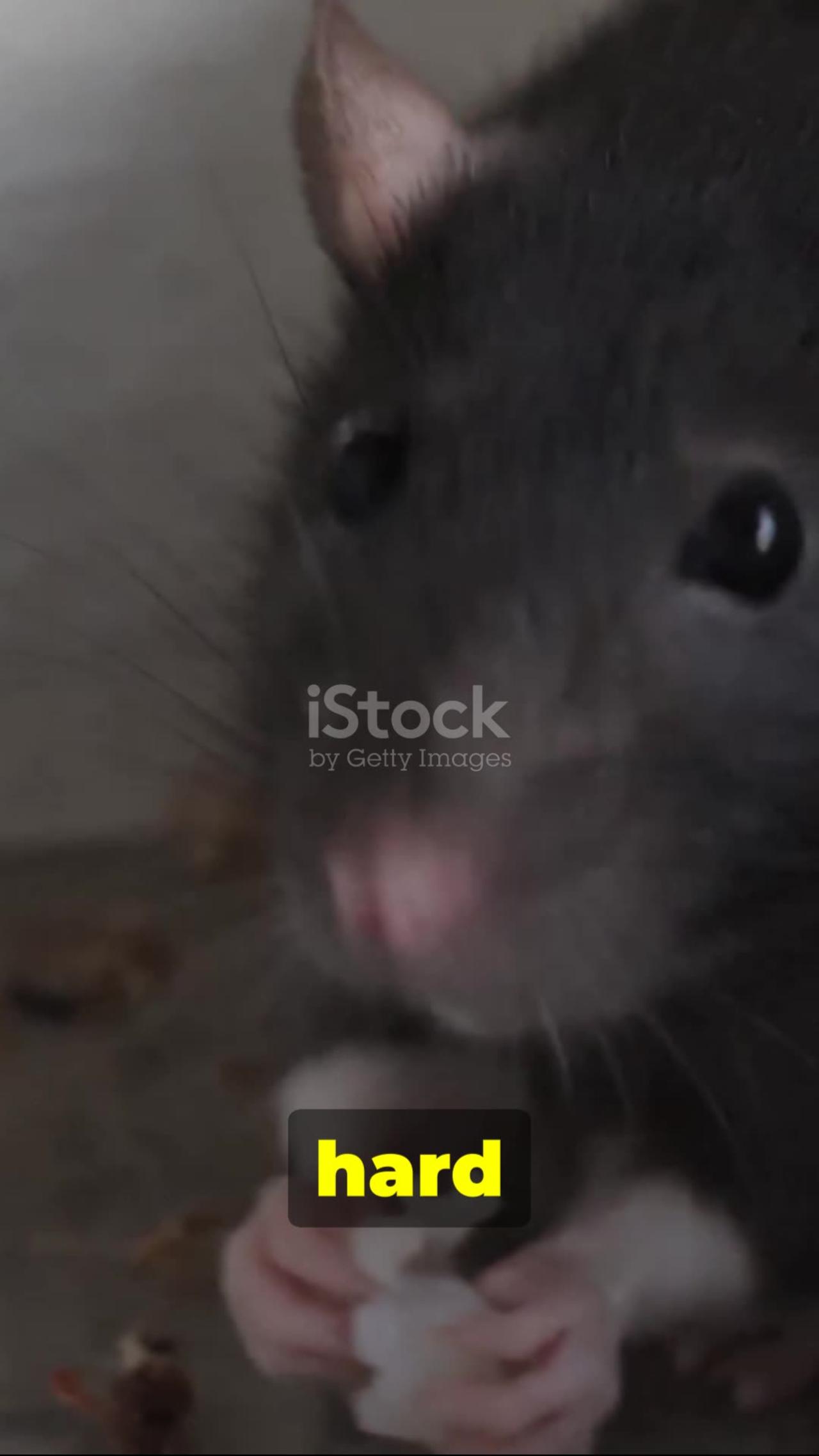 Fascinating Rat Facts One News Page Video