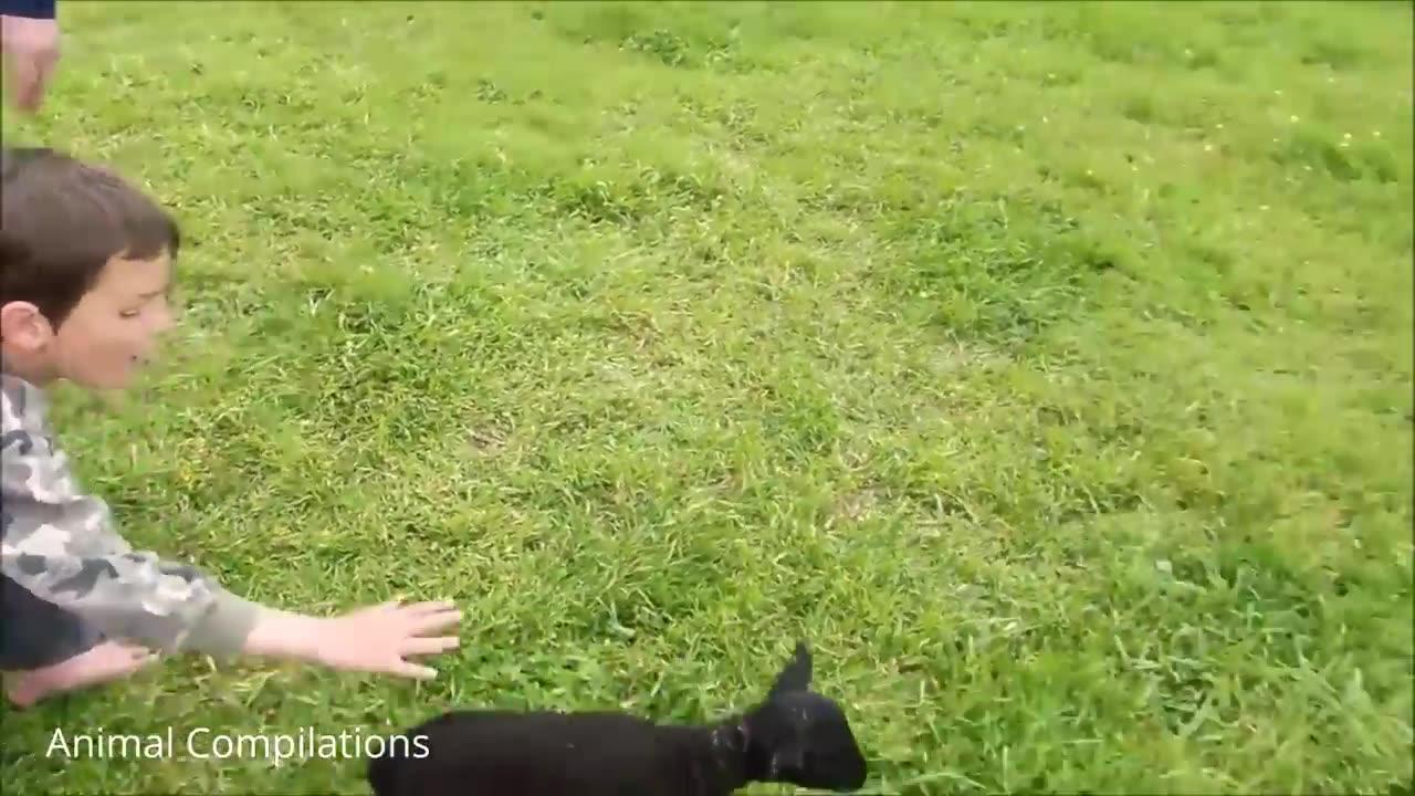 Baby Lamb (Sheep) Goes Baa - CUTEST Compilation - One News Page VIDEO