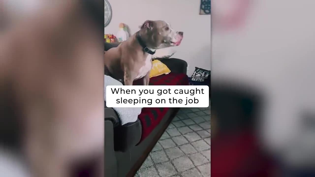 Guard Dogs Failed - One News Page VIDEO