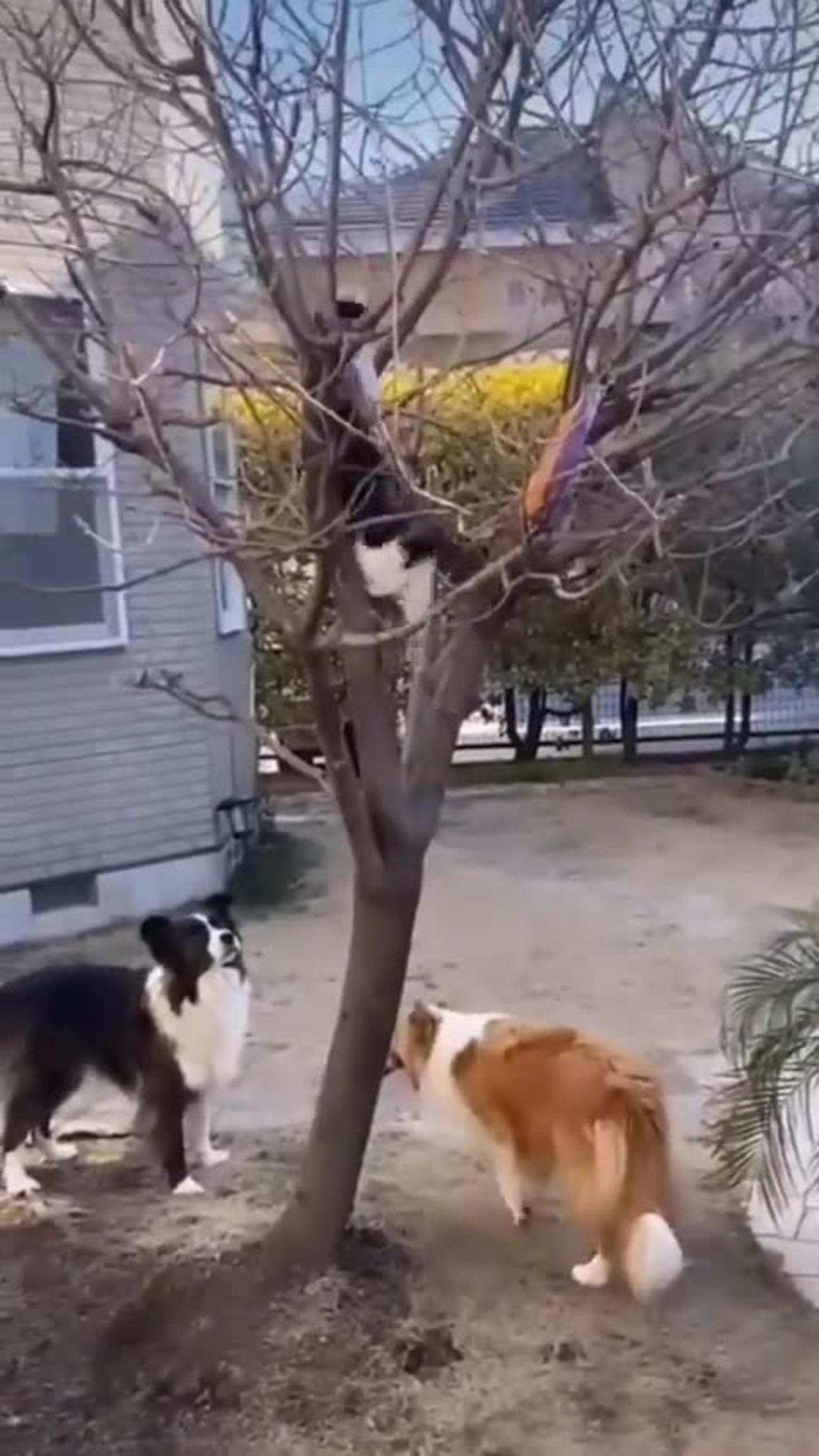 Kitty Bro Retrieves Frisbee For Doggo Buddies - One News Page VIDEO