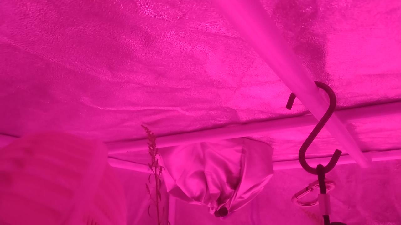 Feed me Seymore! Update - One News Page VIDEO