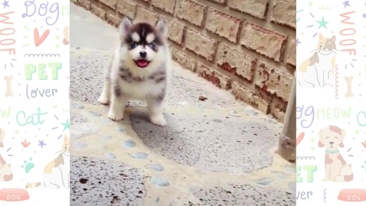THESE PUPPIES ARE SOO CUTE - One News Page VIDEO
