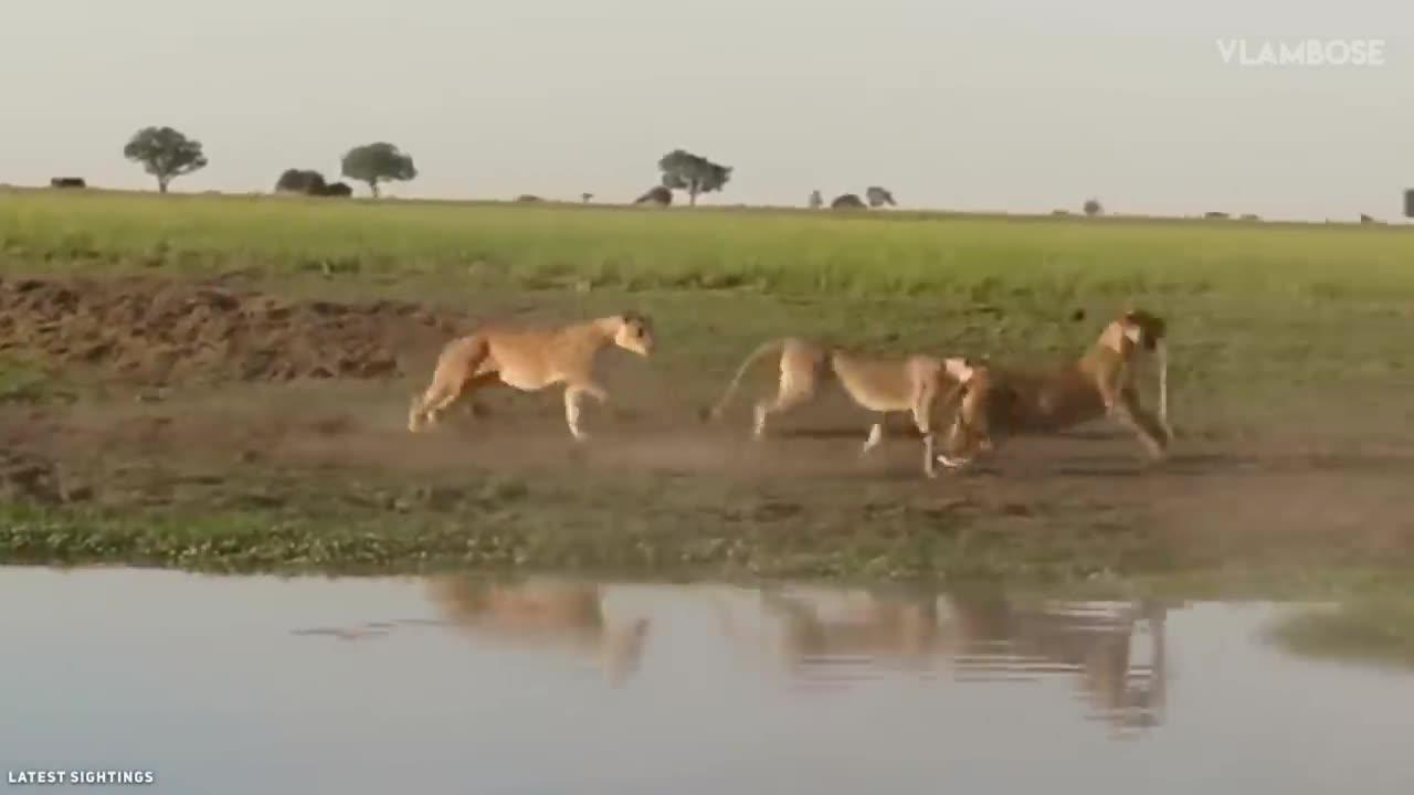 15 Most Incredible Lion Attacks Caught On Camera - One News Page VIDEO