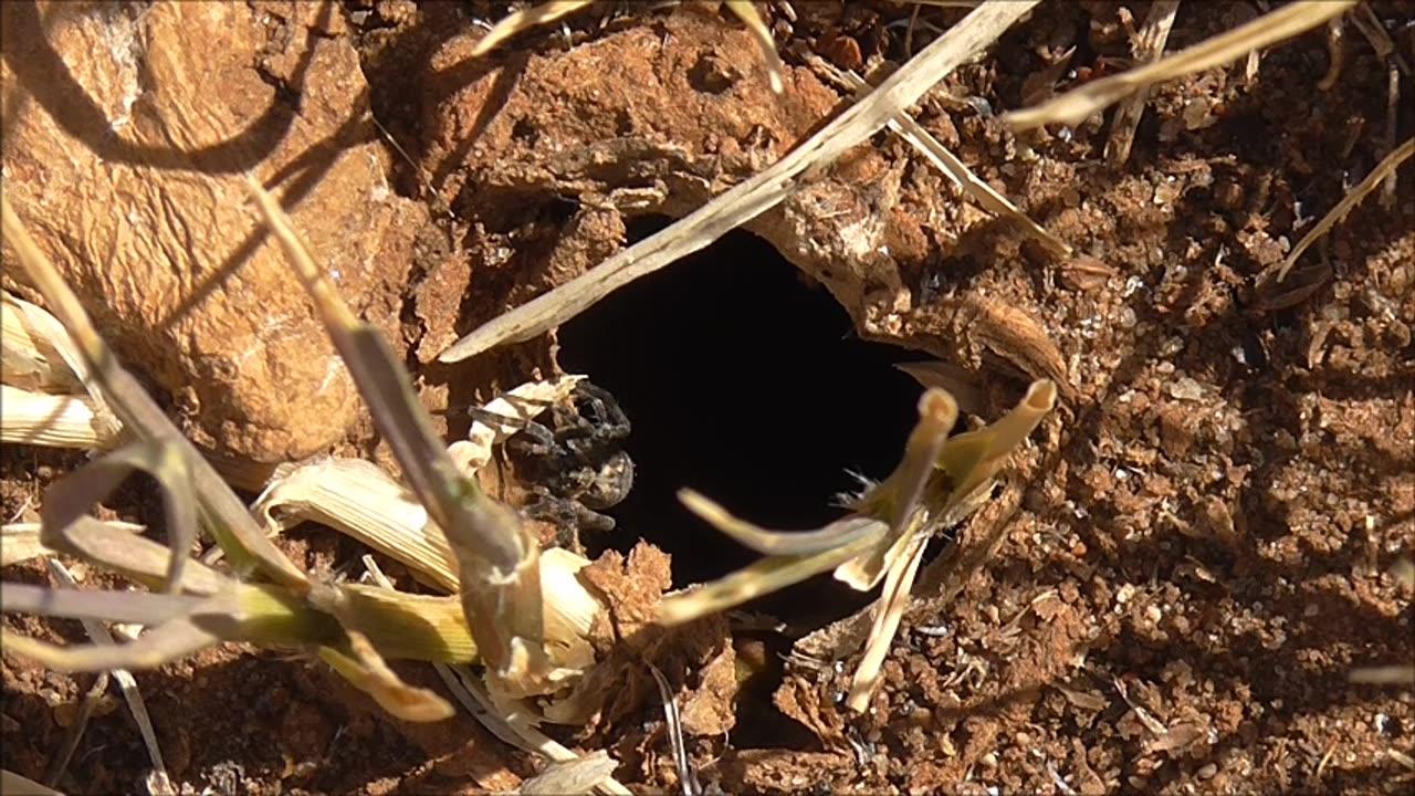 Wolf Spider Lunges At Ants - One News Page VIDEO