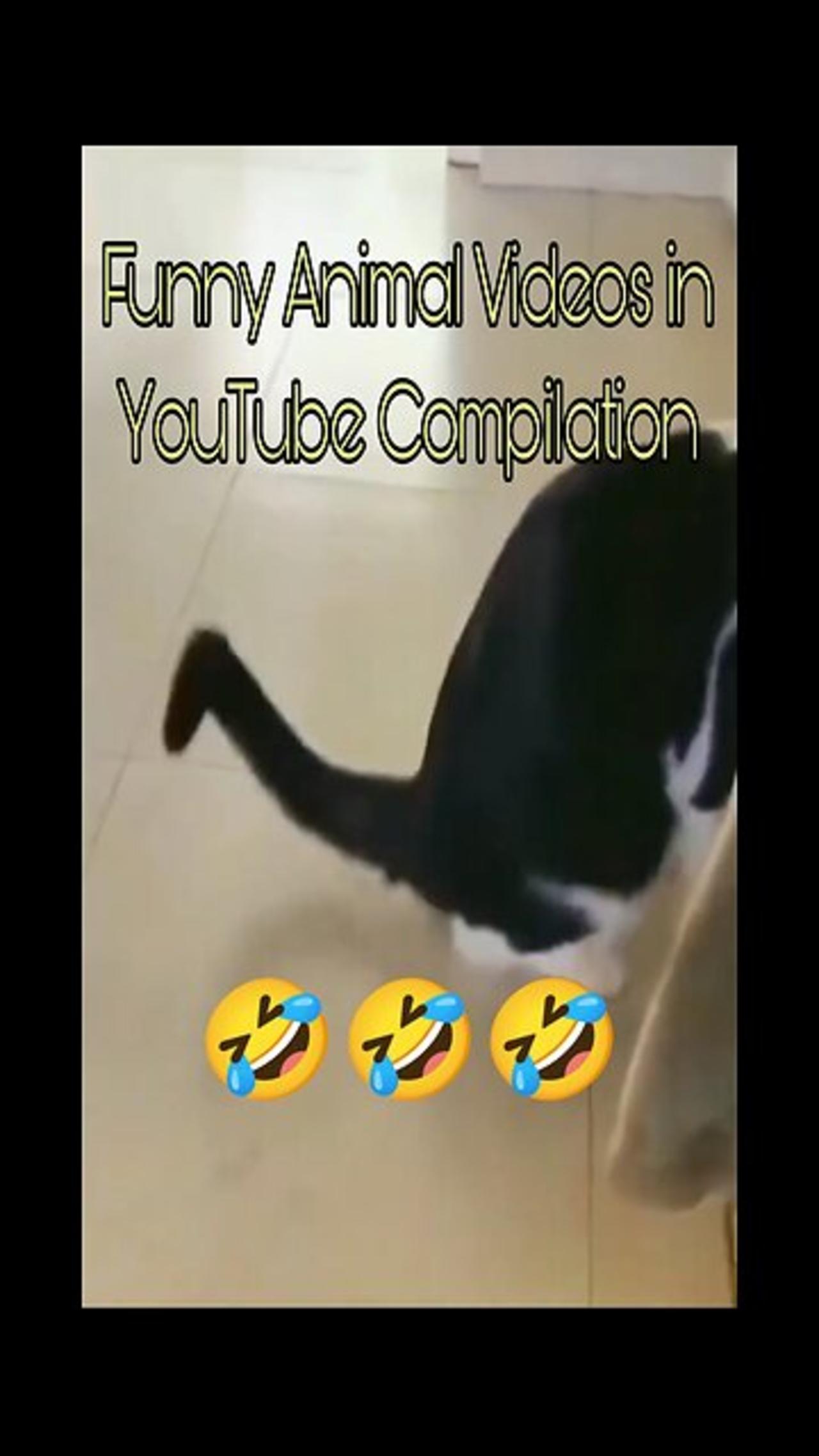 Funniest Animal Videos in YouTube Compilation - One News Page VIDEO