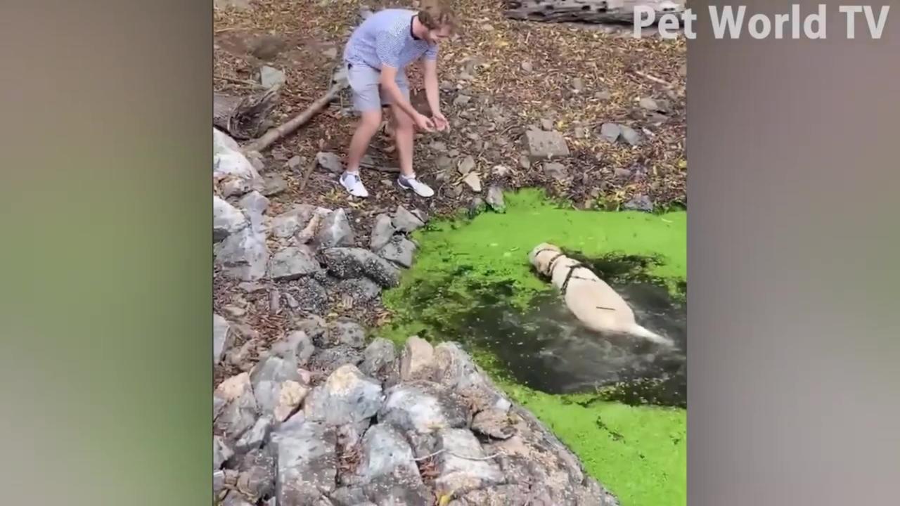 06c Best Funniest Cats and Cute Dogs Funny - One News Page VIDEO