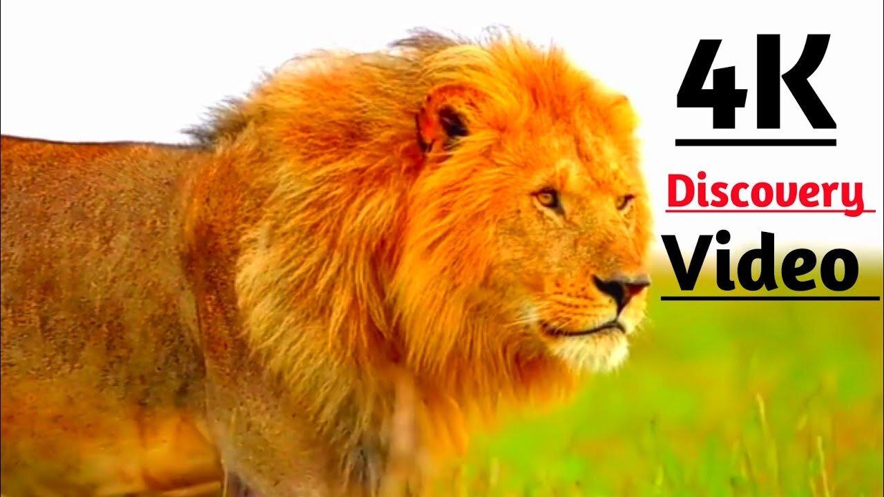 how to animals. Discovery Video - One News Page VIDEO