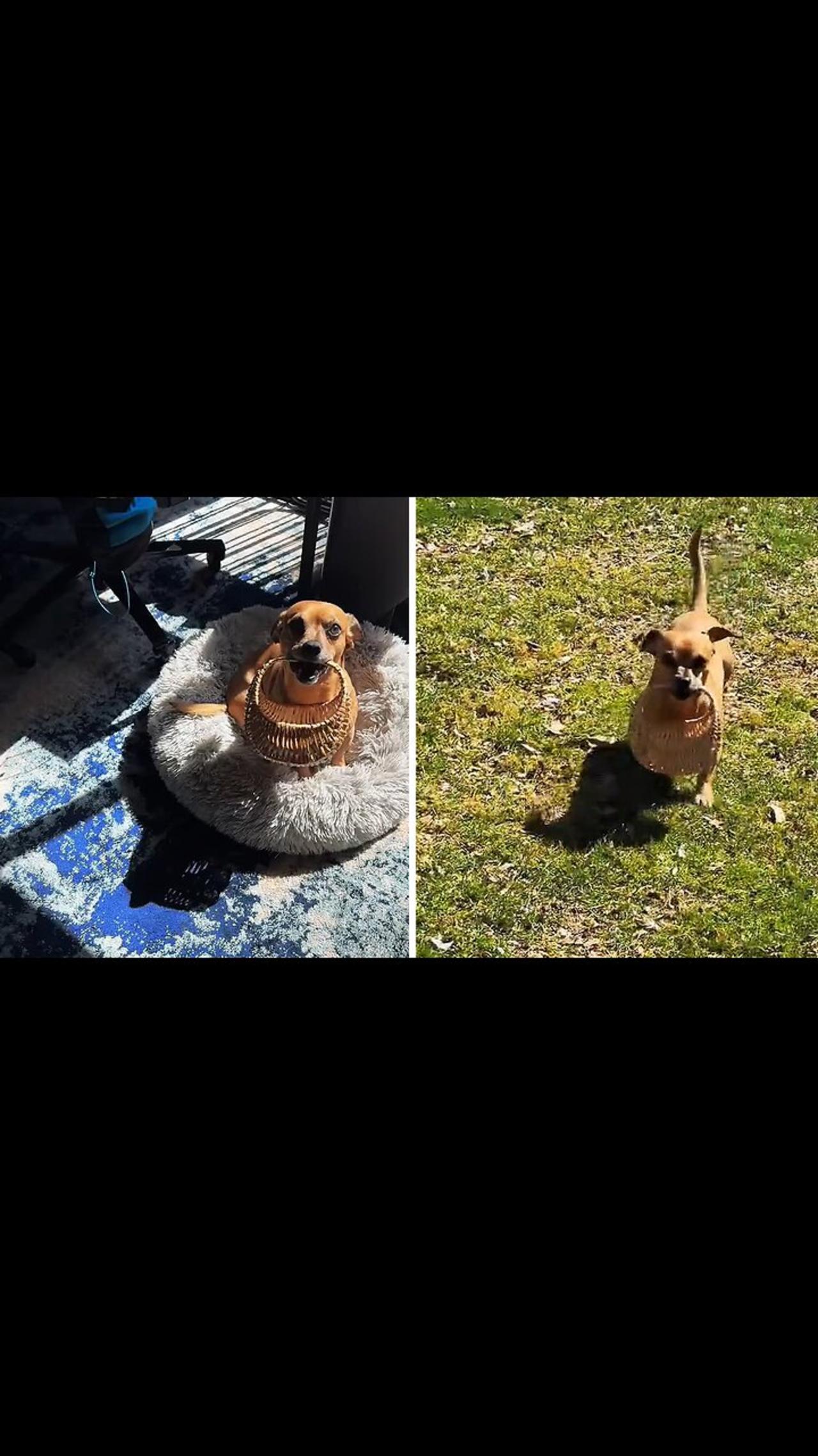 Small pup named Minion loves collecting duck - One News Page VIDEO