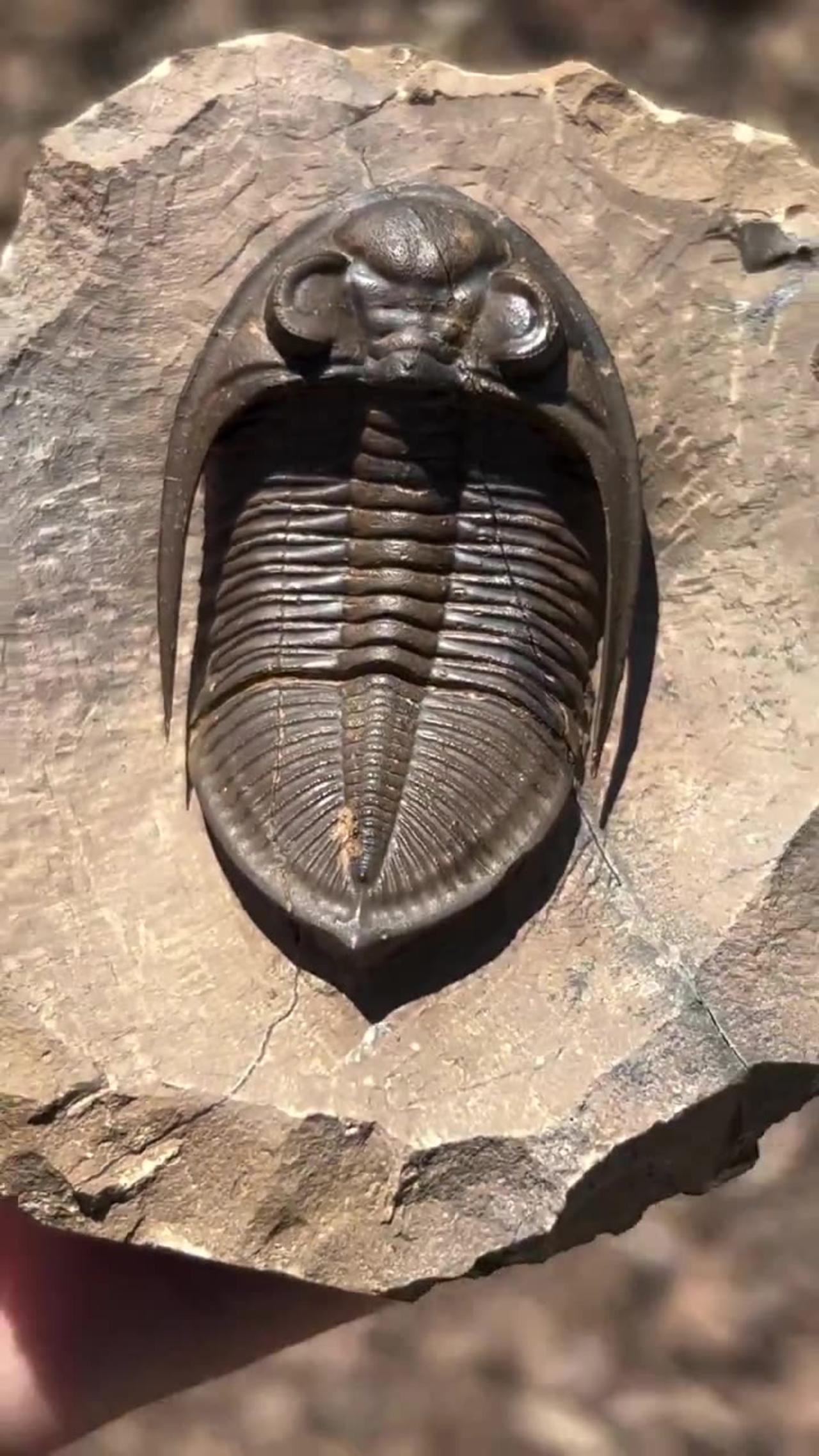 Supposedly Over 3,000,000 Years Old - One News Page VIDEO