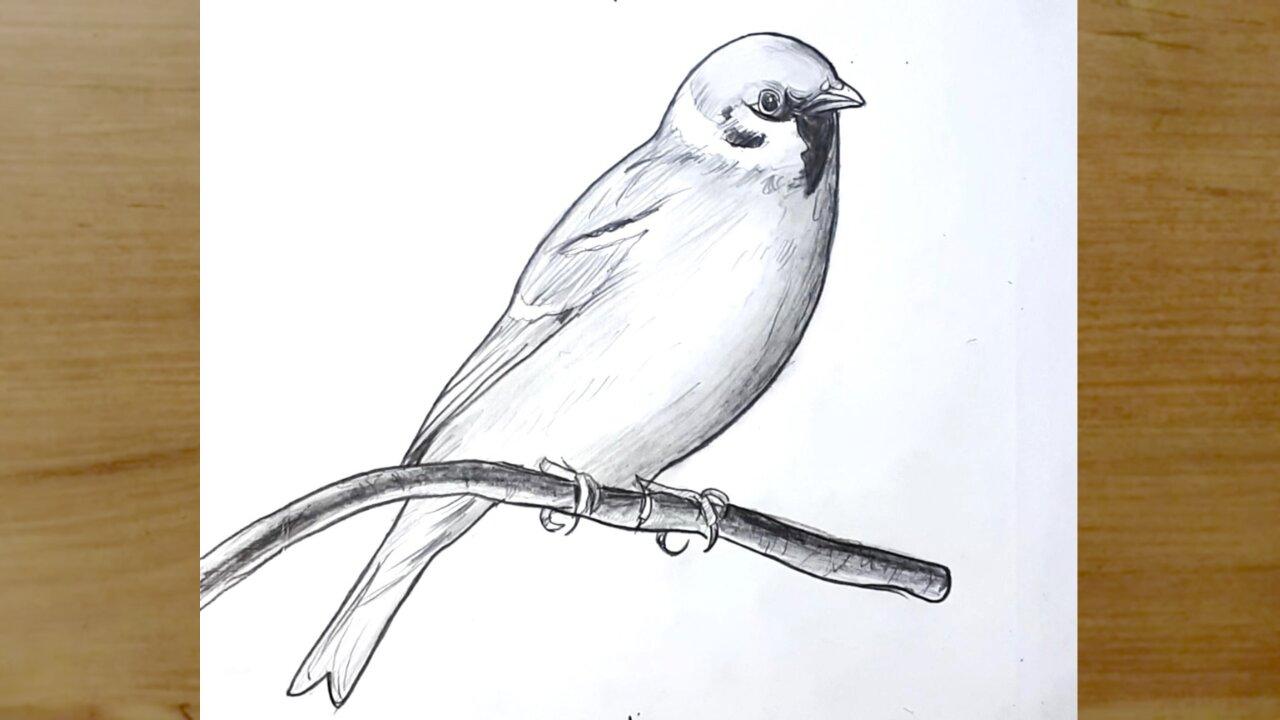 How to Draw a Bird | How to Draw a Sparrow Easy - One News Page VIDEO