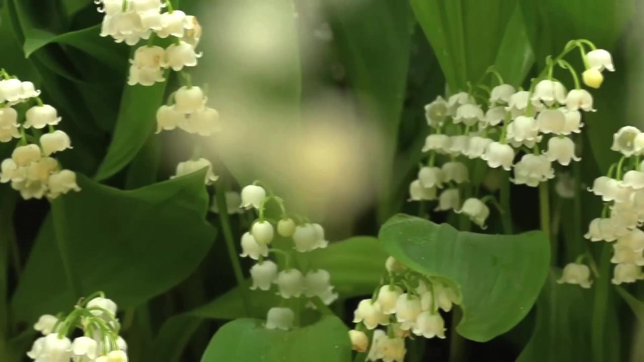 Full HD 4K Wonderful view of beautiful nature - One News Page VIDEO