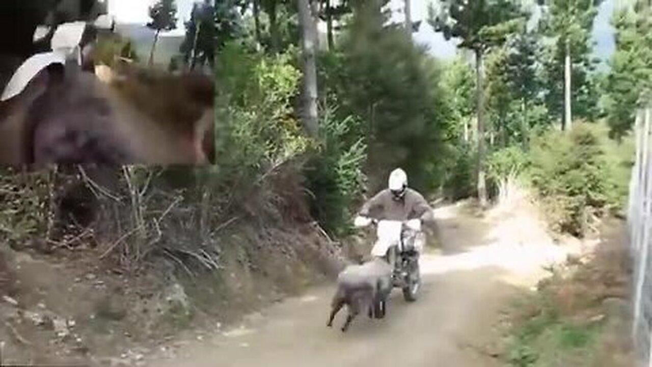 Scary Moments! Lions, Tiger, Rhino, Elephant - One News Page VIDEO