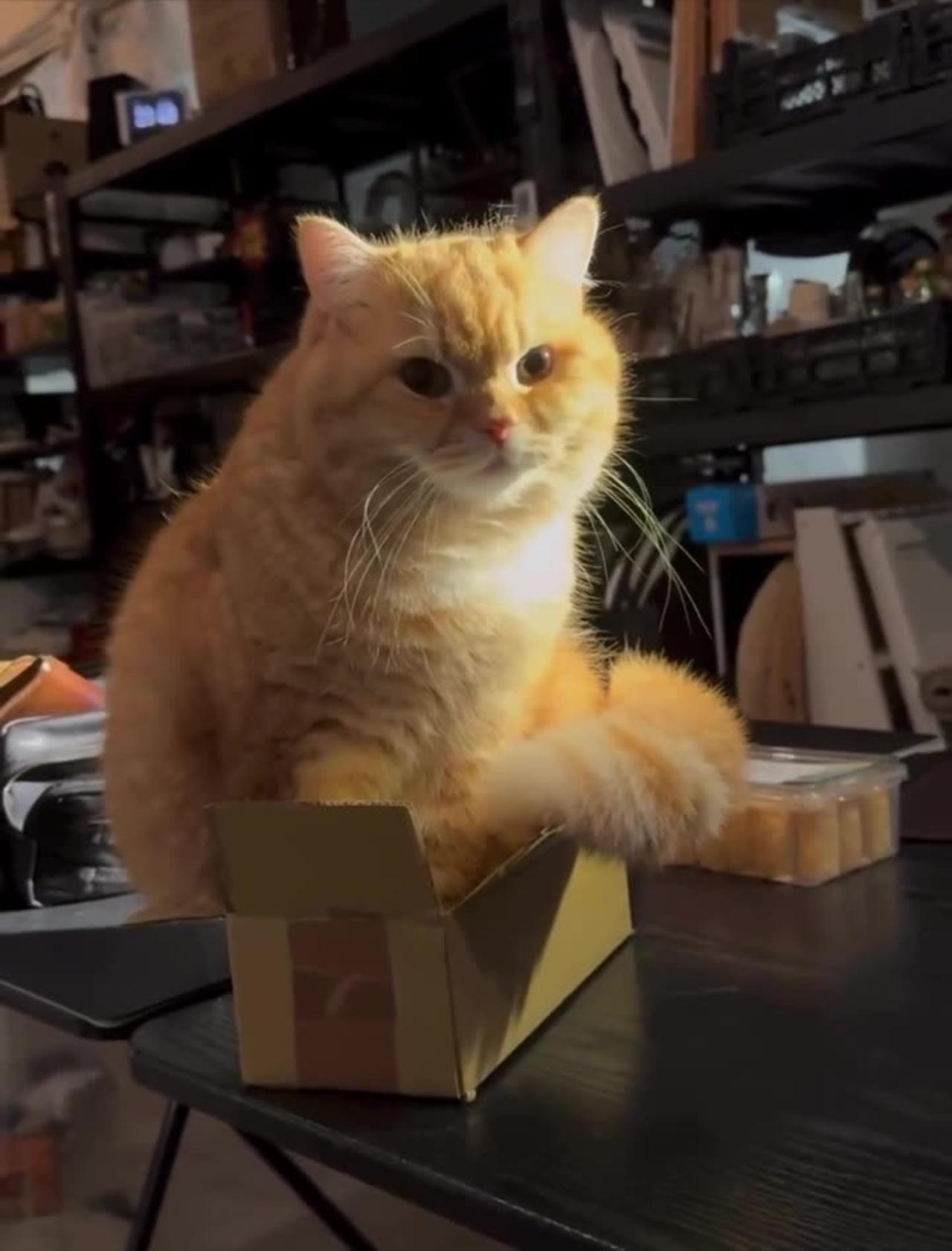 Chose the box according to size - One News Page VIDEO