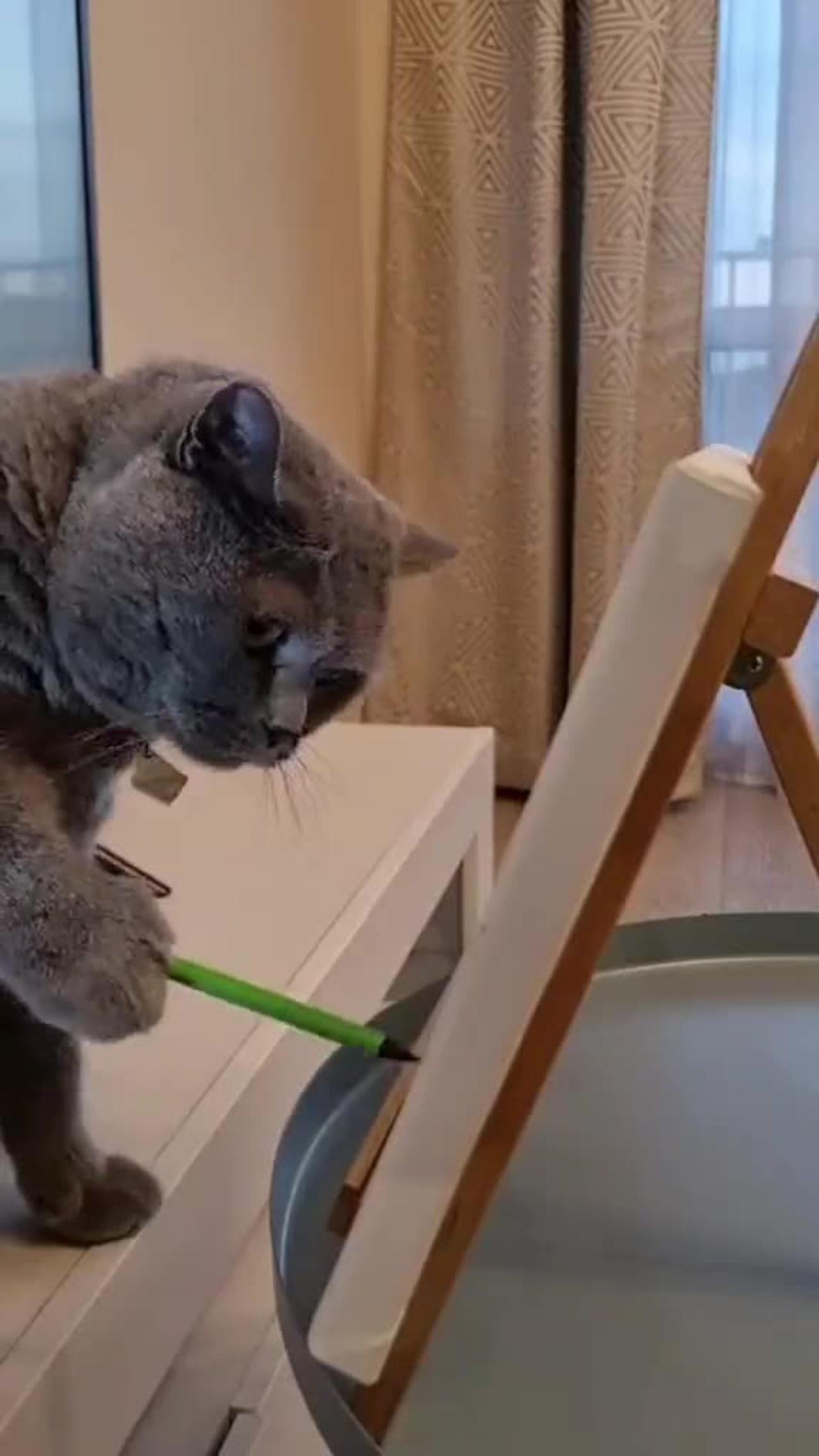 Pablo Pi-CAT-sso - One News Page VIDEO