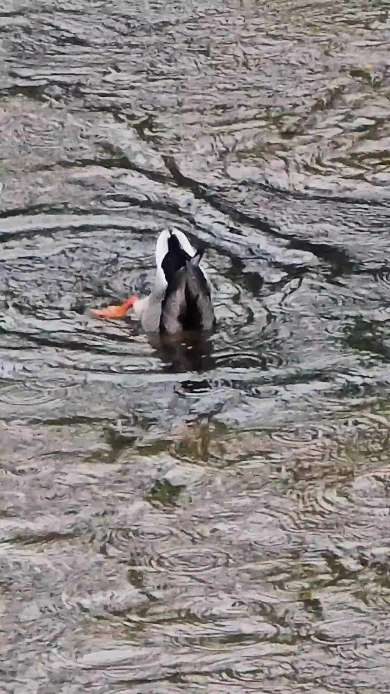 Duck dives into a river again and again / Duck - One News Page VIDEO