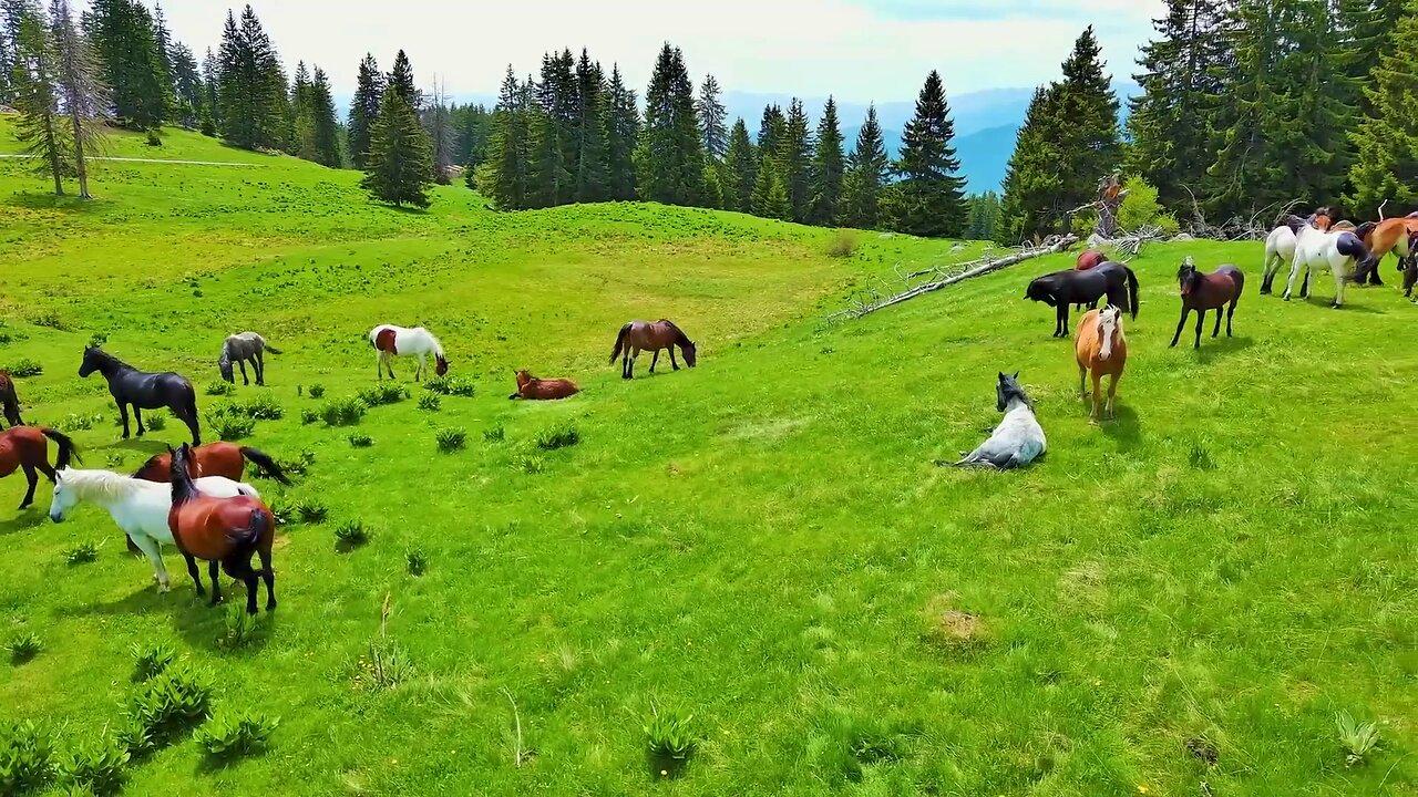 Gentle Music, Calms The Nervous System And - One News Page VIDEO