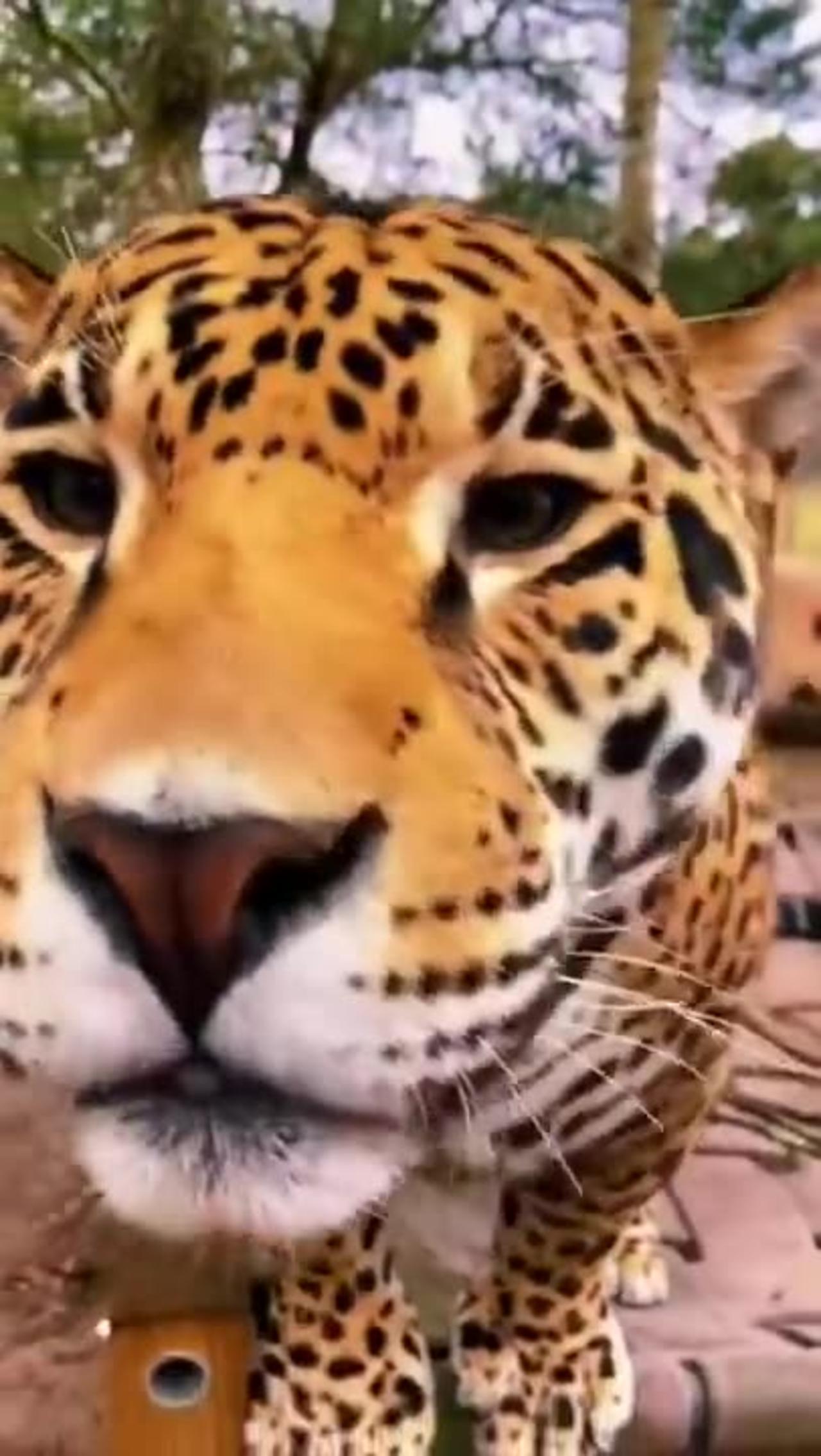 Big Cat Nose Boops! SO CUTE - One News Page VIDEO