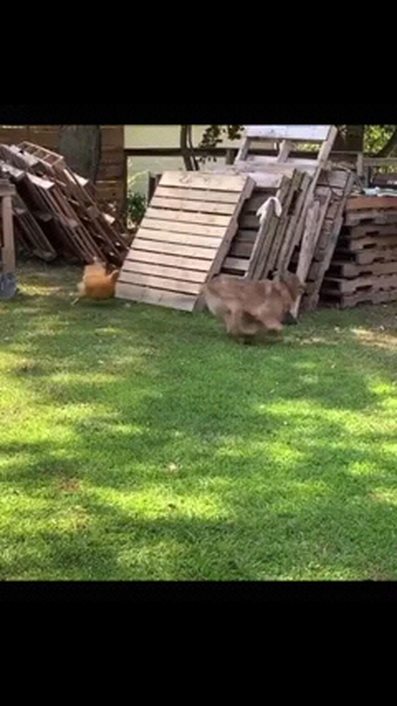 the amazing pets - One News Page VIDEO