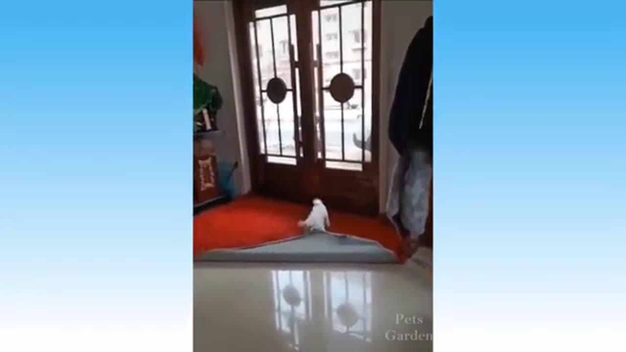 Look how helpful this dog funny animal - One News Page VIDEO