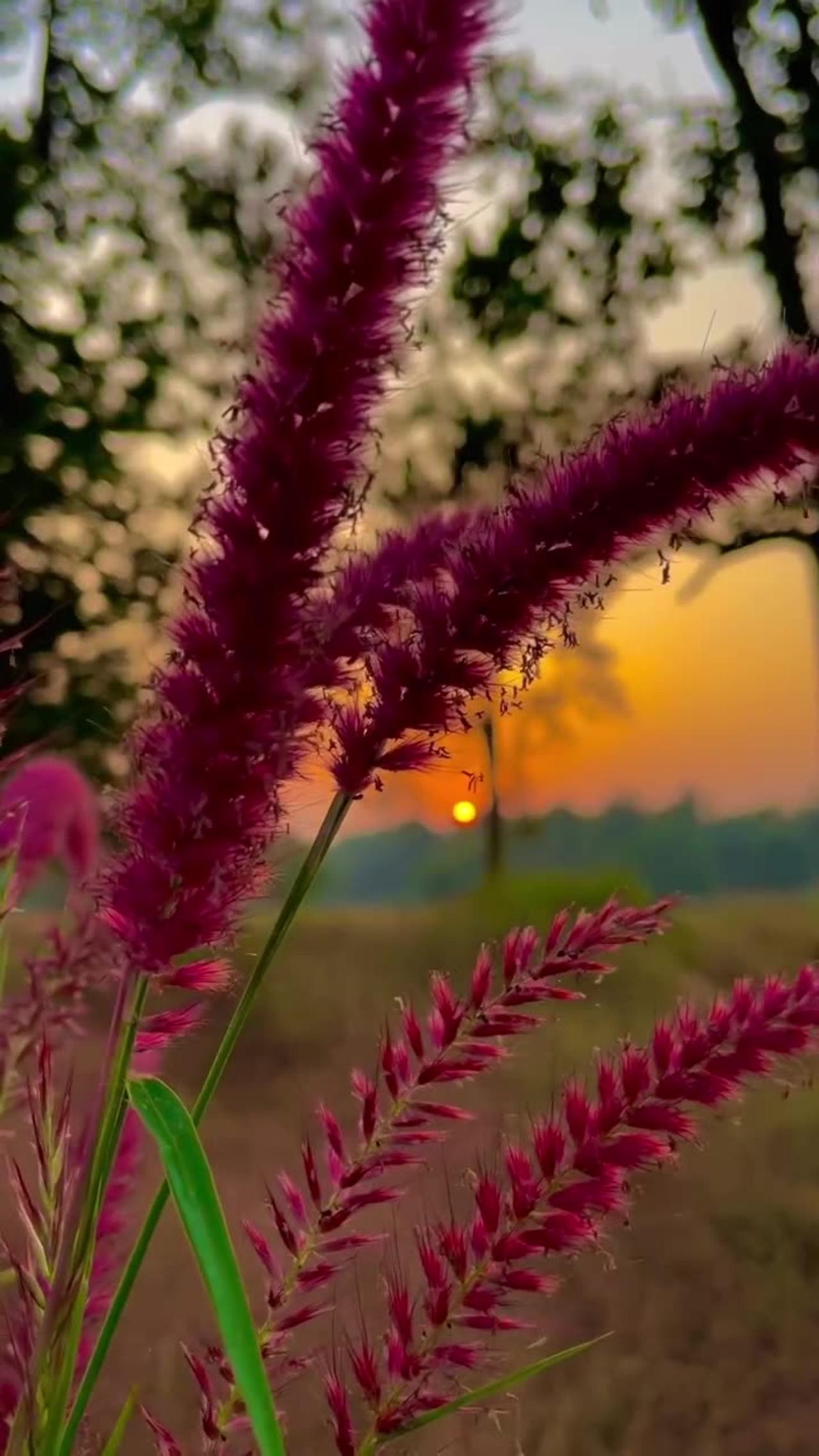 what a beautiful sight - One News Page VIDEO