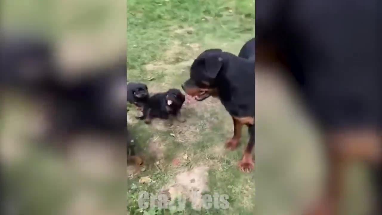 1 HOUR OF FUNNIEST CATS AND DOGS VIDEOS 2023 - One News Page VIDEO