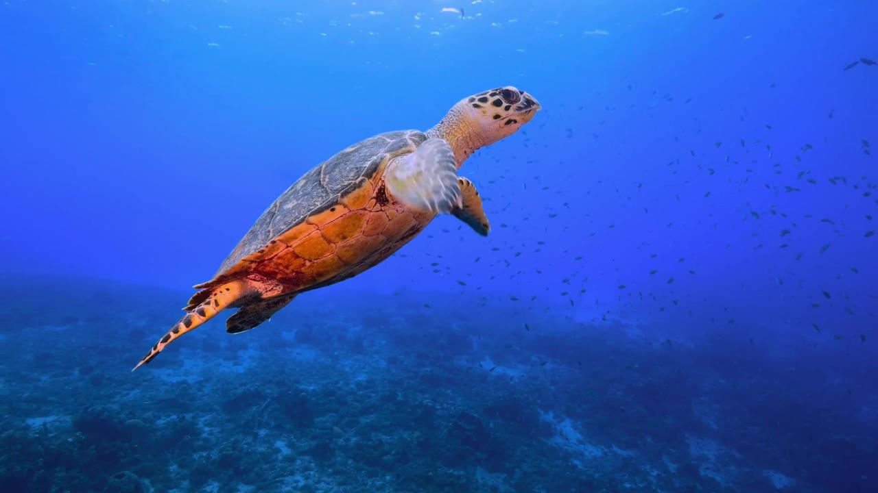 WILD WORLD 1 ｜ EXTREME COLORS - One News Page VIDEO